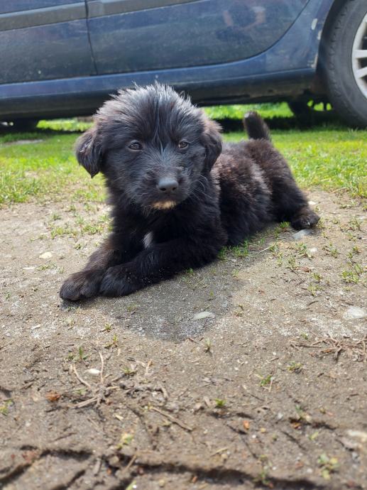 Štenci Labrador x Samojed