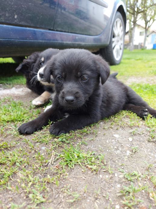 Štenci Labrador x Samojed