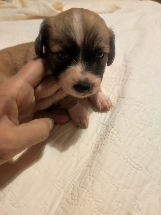 štenci traze svoj novi dom