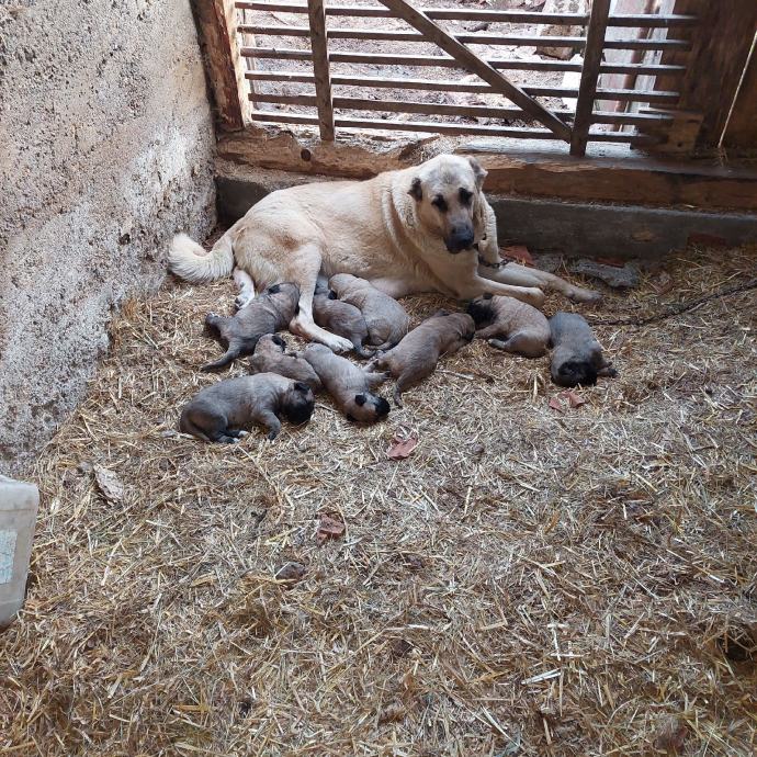 Štenci Turskog Kangala