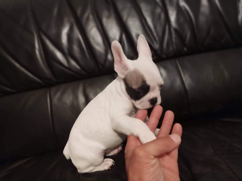 Stene Francuskog Buldoga