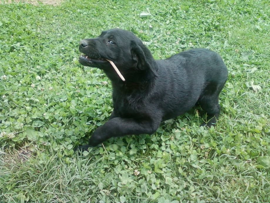 Štene labradora poklanjam