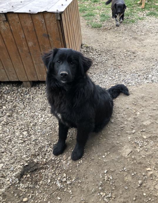 Štene, mini newfoundland