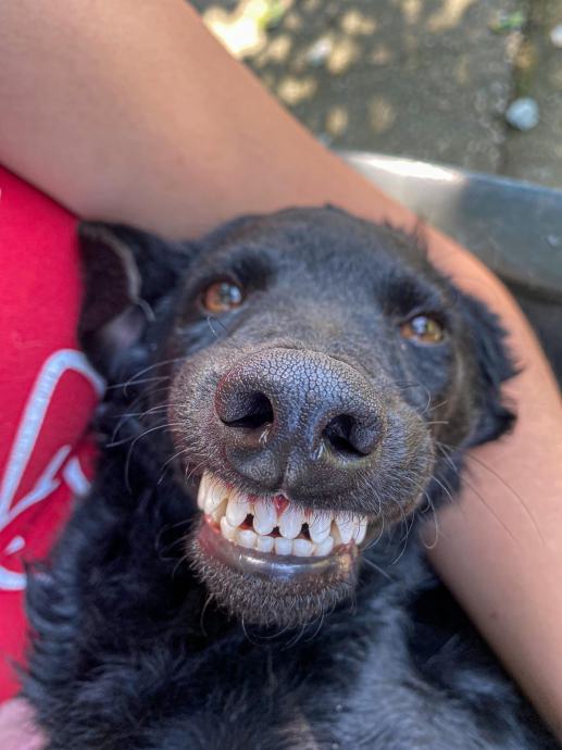 Štene Miško malog rasta i savršenog karaktera!