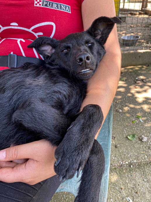 Štene Miško malog rasta i savršenog karaktera!