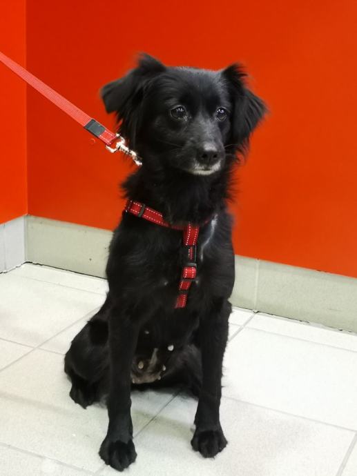 Svilena BUBA, 10 kila dragosti idealnih za nečije krilo