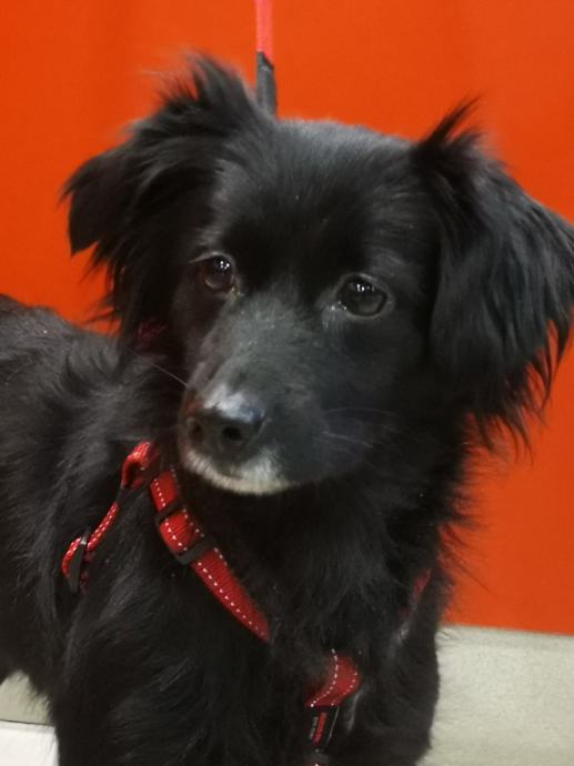 Svilena BUBA, 10 kila dragosti idealnih za nečije krilo