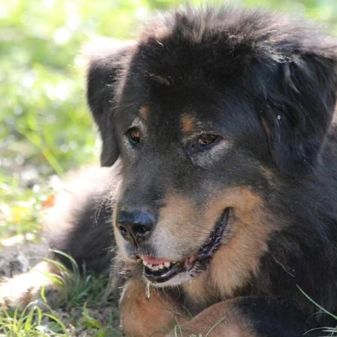 Tiha, tibetanski mastif, traži dom