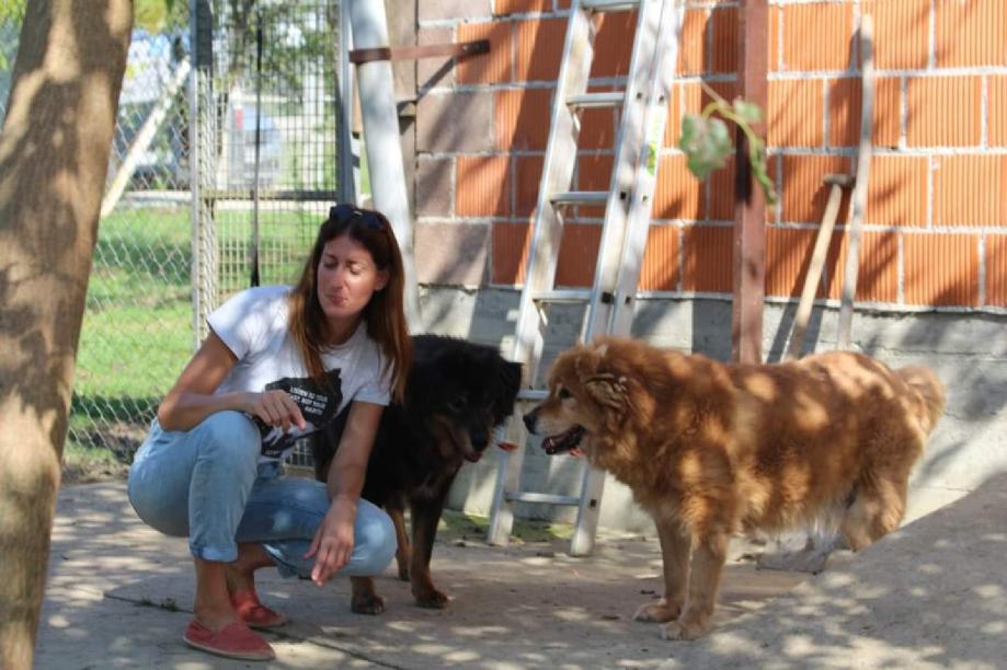 Tiha, tibetanski mastif, traži dom