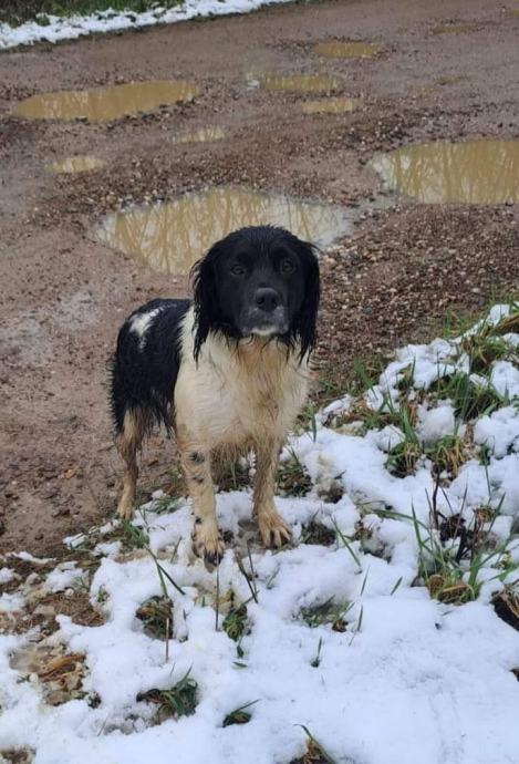 ODBAČEN EPANJEL BRETON! TRAŽIM SMJEŠTAJ ILI DOM!!