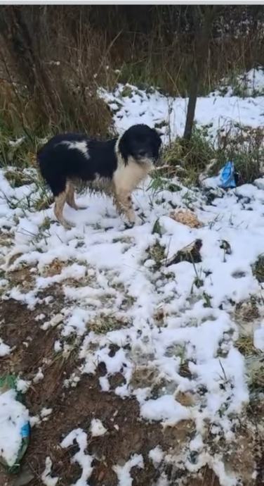 ODBAČEN EPANJEL BRETON! TRAŽIM SMJEŠTAJ ILI DOM!!