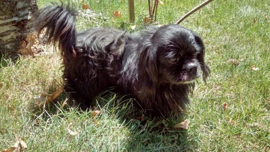 Udomi i uštedi 100 kuna, mala pasmina, pekinezer