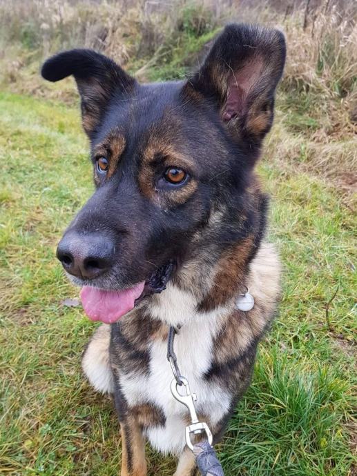 VELIKI, LIJEPI DEČKO KAN SANJA SVOJE DVORIŠTE