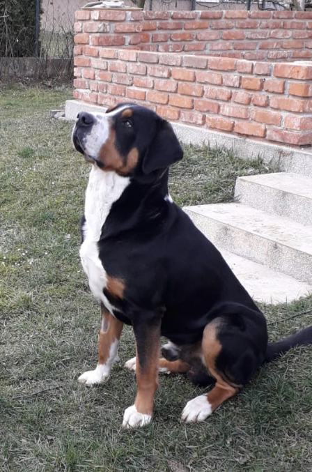 Veliki švicarski planinski pas, sa rodovnicom, star 2,5 god