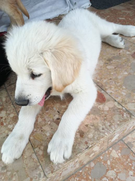 Zlatni retriver i labrador na poklon