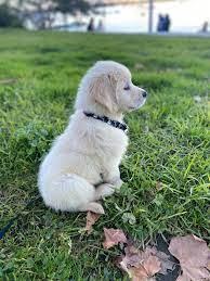 Zlatni retriver štence za usvajanje, stari su 3 mjeseca,cijepljeni i v