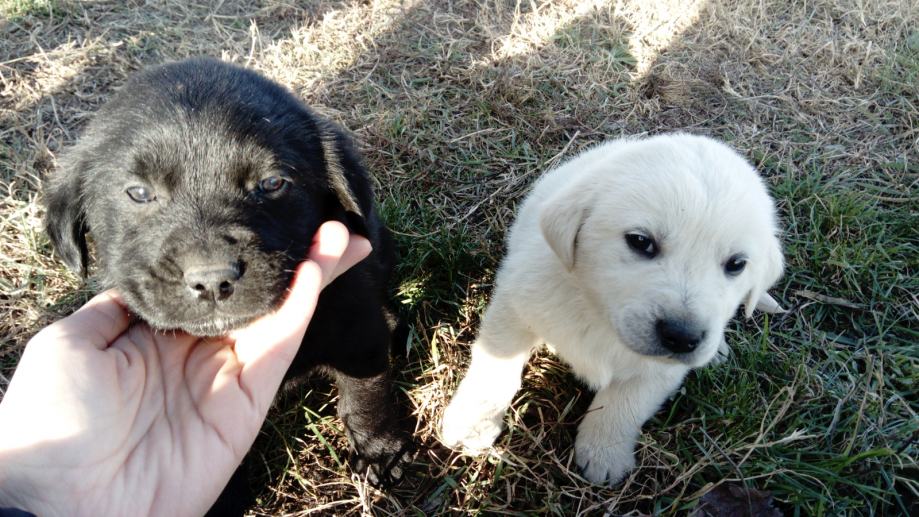 ZLATNI RETRIVER ŠTENCI
