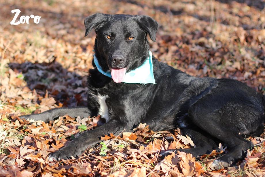 ZORO; impozantni tinejđer