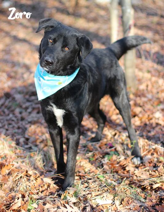 ZORO; impozantni tinejđer