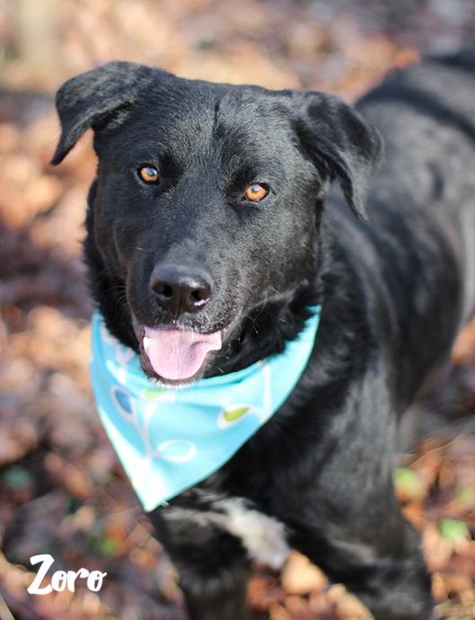 ZORO; impozantni tinejđer