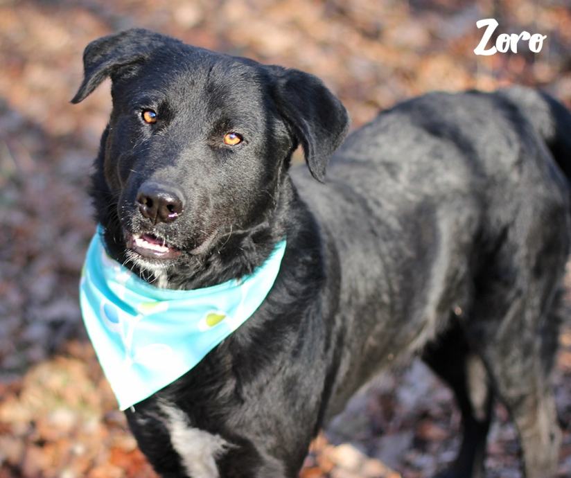 ZORO; impozantni tinejđer