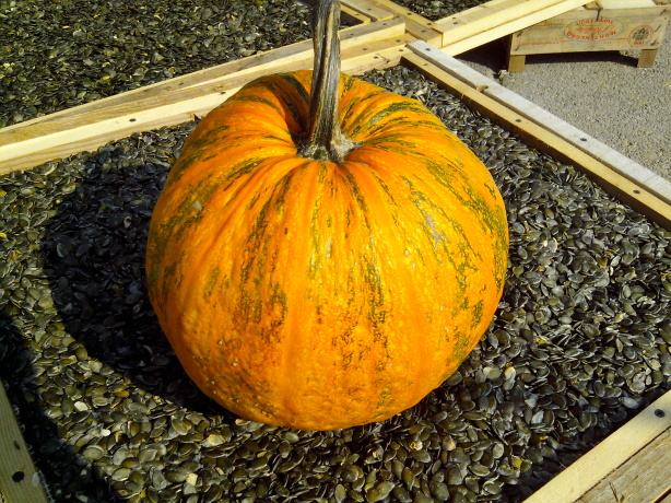 BUČINO TIKVINO BUNDEVINO CRNO ULJE