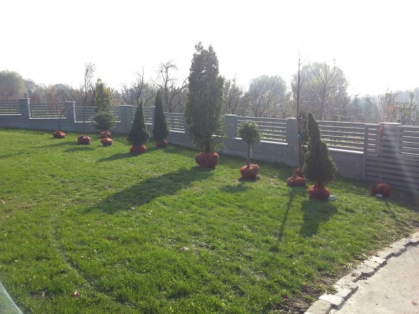 Sadnja ukrasnog drveća i grmlja