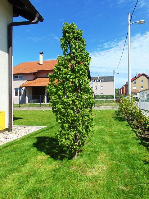 Sadnja ukrasnog drveća sa sadnicama i dovozom!