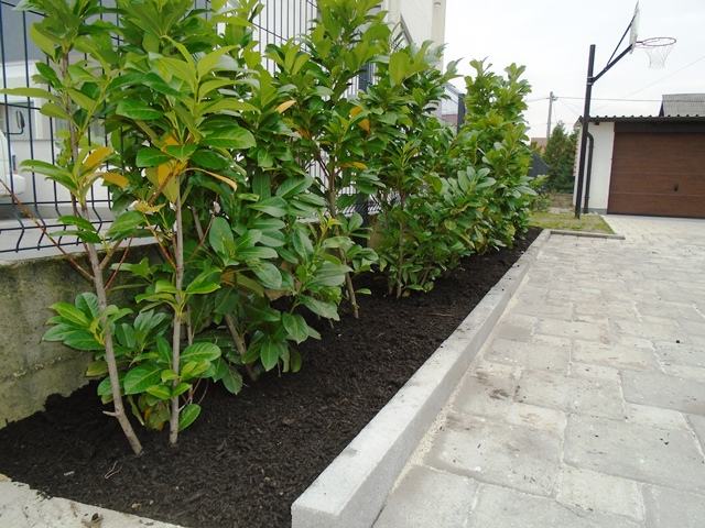 Sadnja ukrasnog drveća sa sadnicama i dovozom!