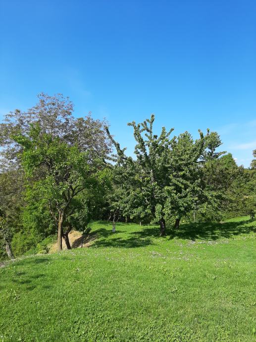 Čuvanje psa , pasa