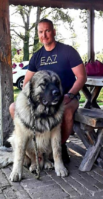 Dresura pasa-svih pasmina 35 godina iskustva