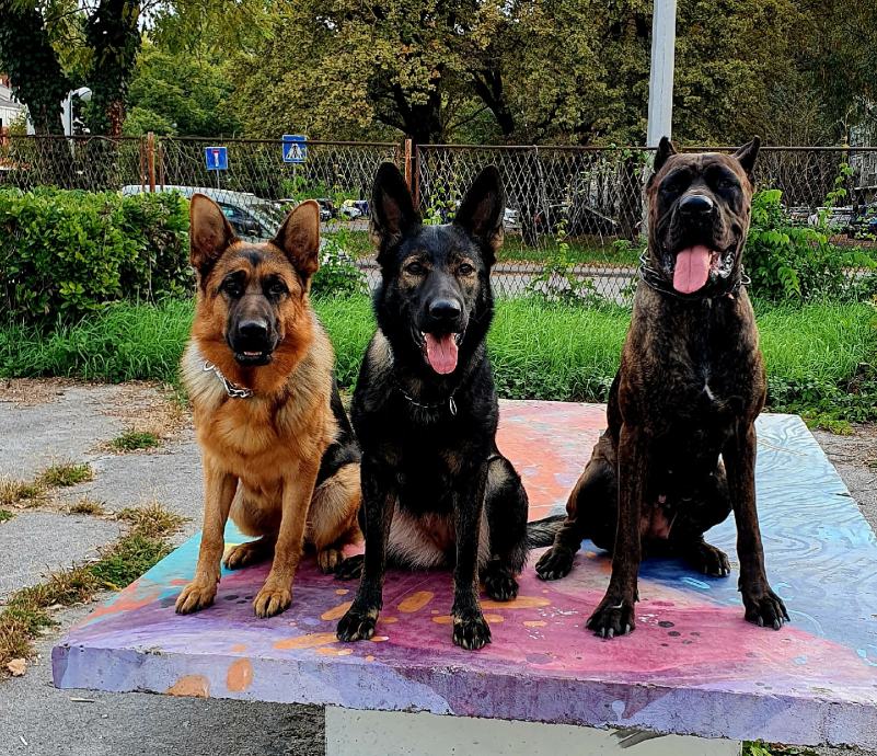 Dresura pasa-svih pasmina 35 godina iskustva