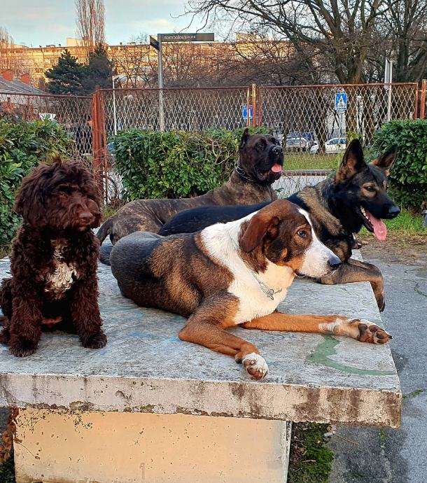 Dresura pasa-svih pasmina 35 godina iskustva