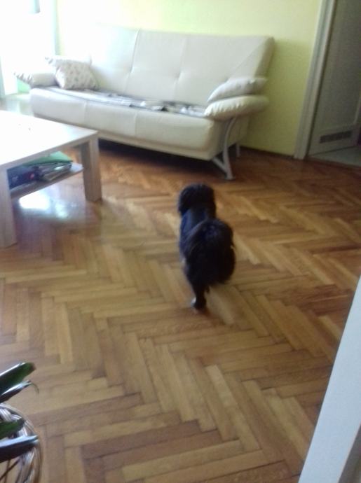 Čuvanje manjih pasa u mom stanu