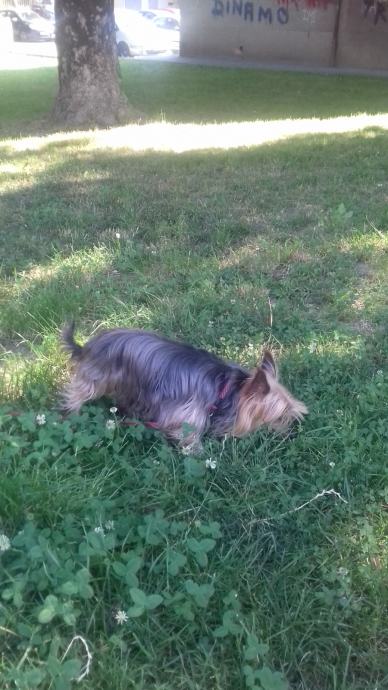 Čuvanje manjih pasa u mom stanu