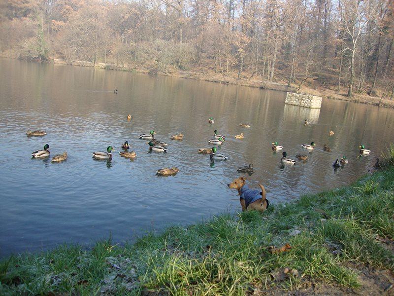 Čuvanje manjih pasa u mom stanu