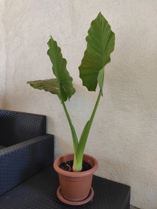 Adam cvijet (biljka)