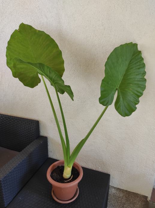 Adam cvijet (biljka)