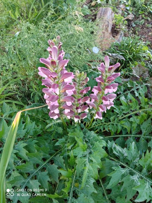 Akantus (Acanthus mollis ) sadnice