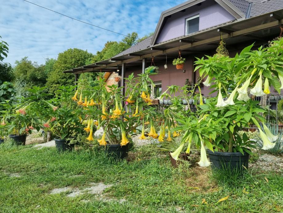 Anđeoske trube Brugmansie