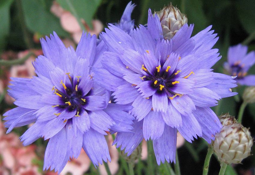 Catanche Blue Kupiodne / Kupidova strelica / SADNICE