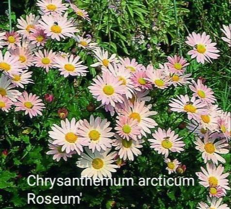 Chrysanthemum arcticum Roseum