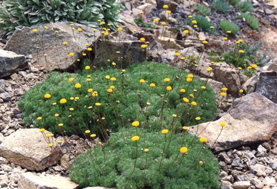 COTULA HISPIDA / Sadnice