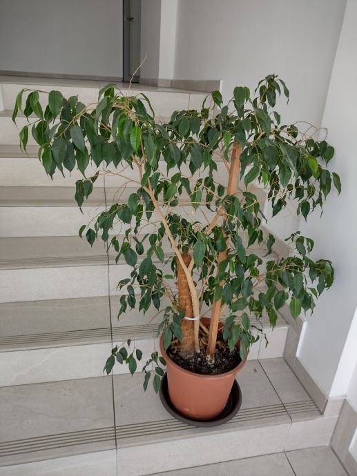 Cvijet Benjamin, visine 110 cm