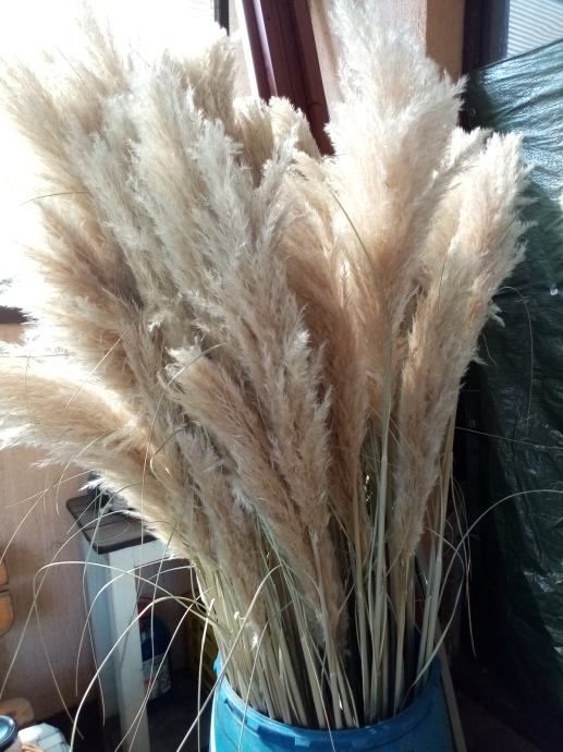 Cvjetovi pampas trave