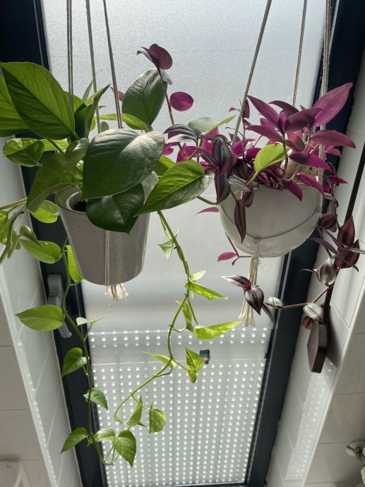 Epipremnum aureum (zlatni puzavac) i tradescantia zebrina [22]