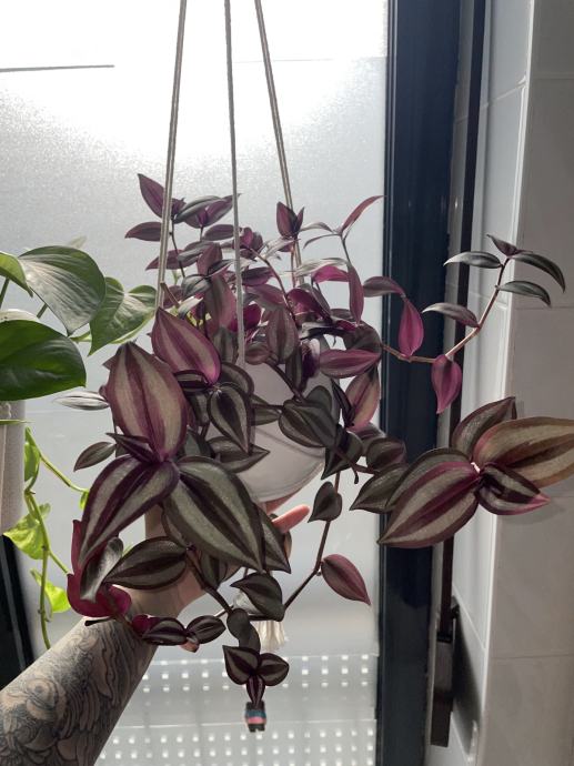 Epipremnum aureum (zlatni puzavac) i tradescantia zebrina [22]