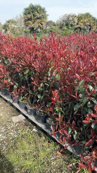 fotinia , fotinija red robin crvena živica sadnice 1m -2.00m