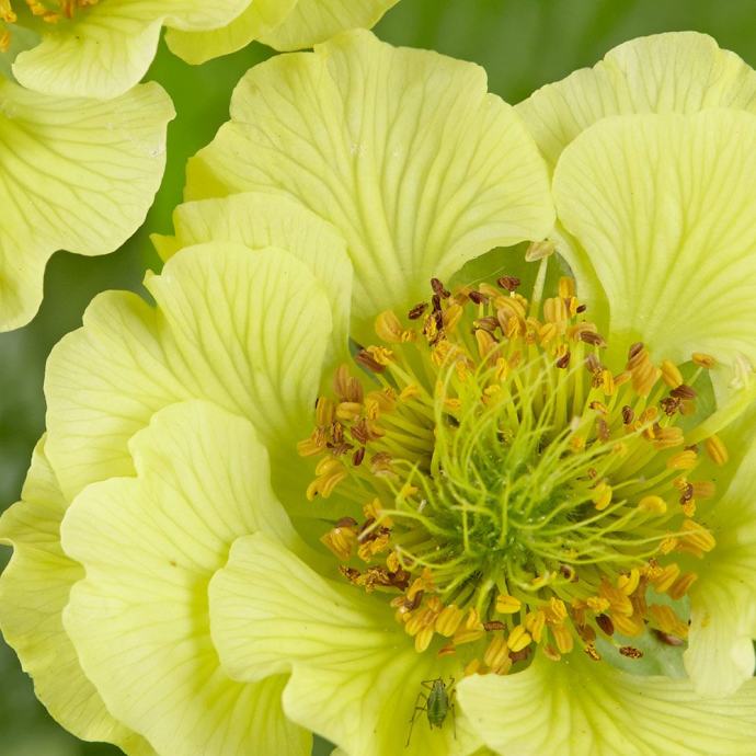 Geum / Daiquiri Lemon / SADNICE