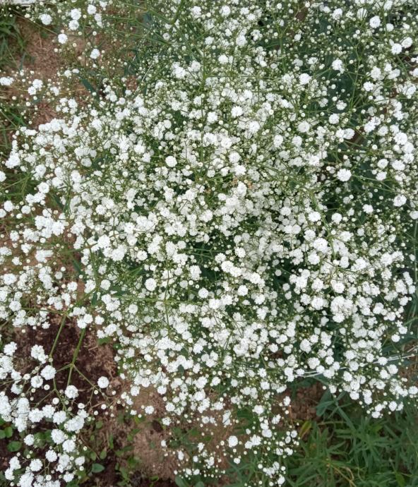 GYPSOPHILA Paniculata snowflake